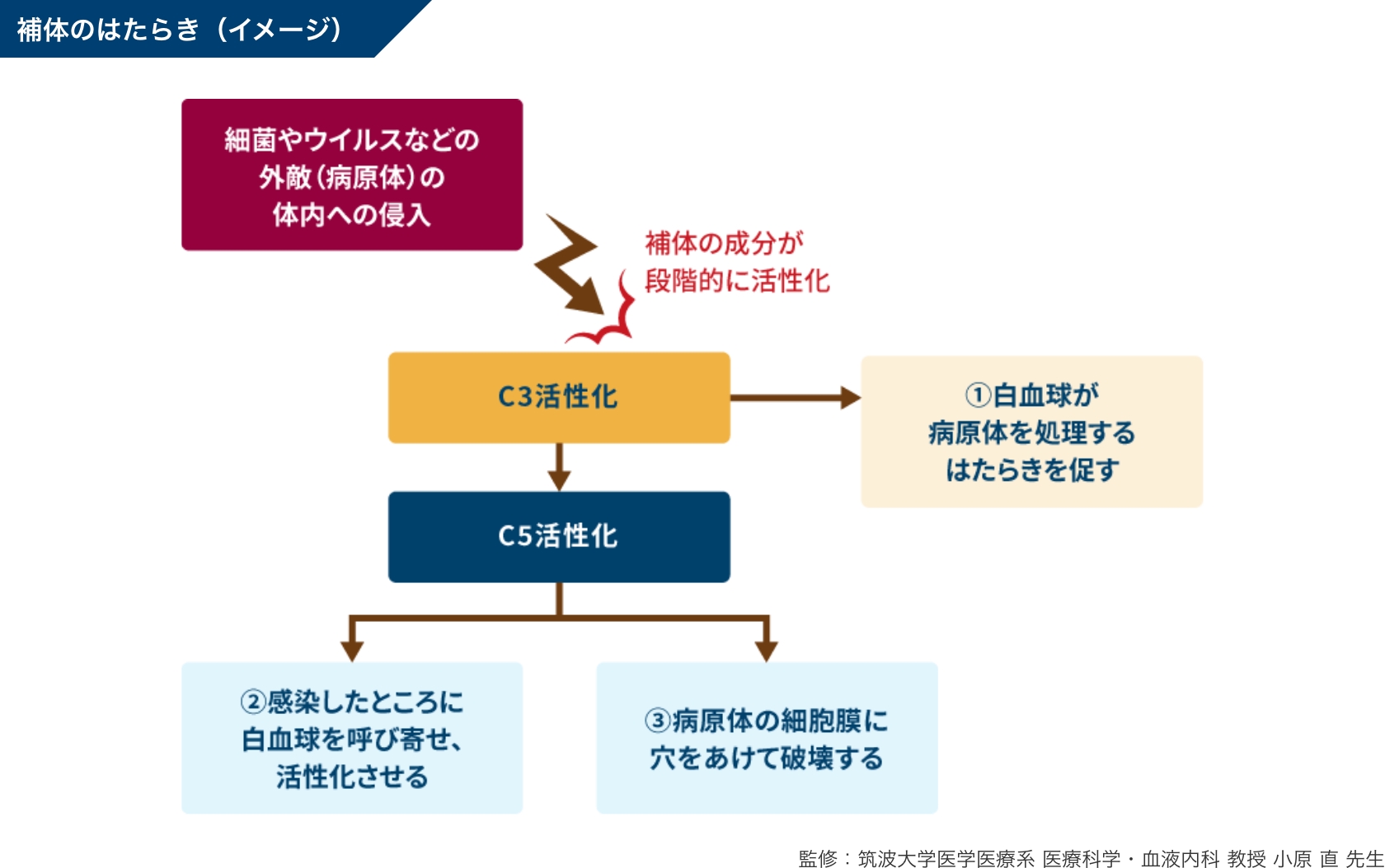 ピアスカイってどんな薬？ | ピアスカイ 発作性夜間ヘモグロビン尿症（PNH）TOP | 患者さん向け医薬品・医療機器情報 | 患者さん・一般 ...